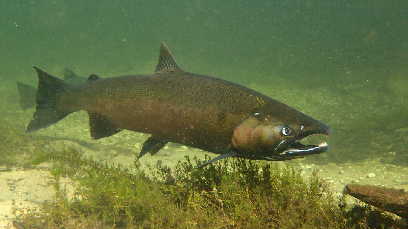 Big Fish Contest — Strait Line Anglers