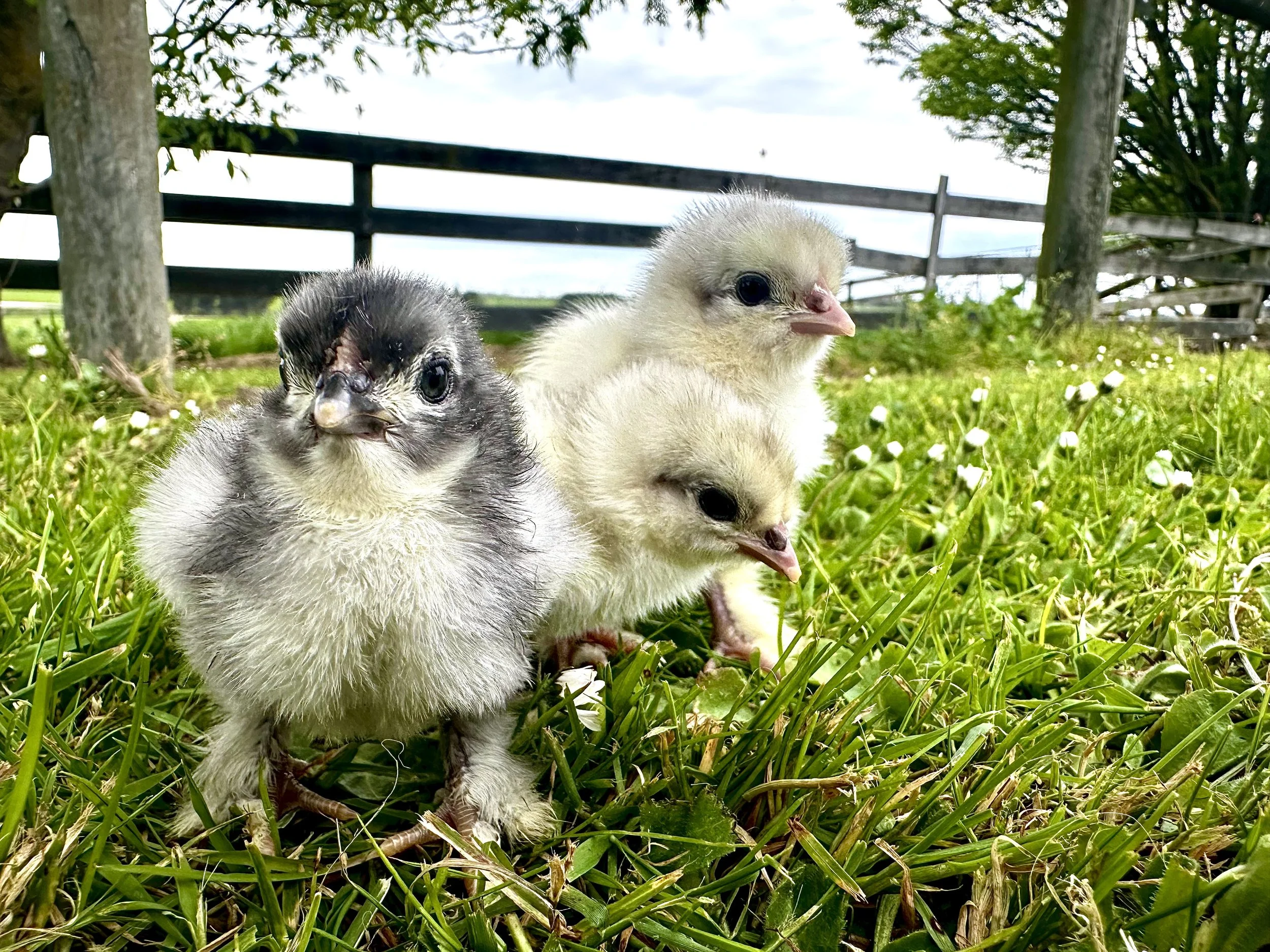 Day Old Chicks | Buy Quality Day Old Chicks Today — Sinead's Poultry ...