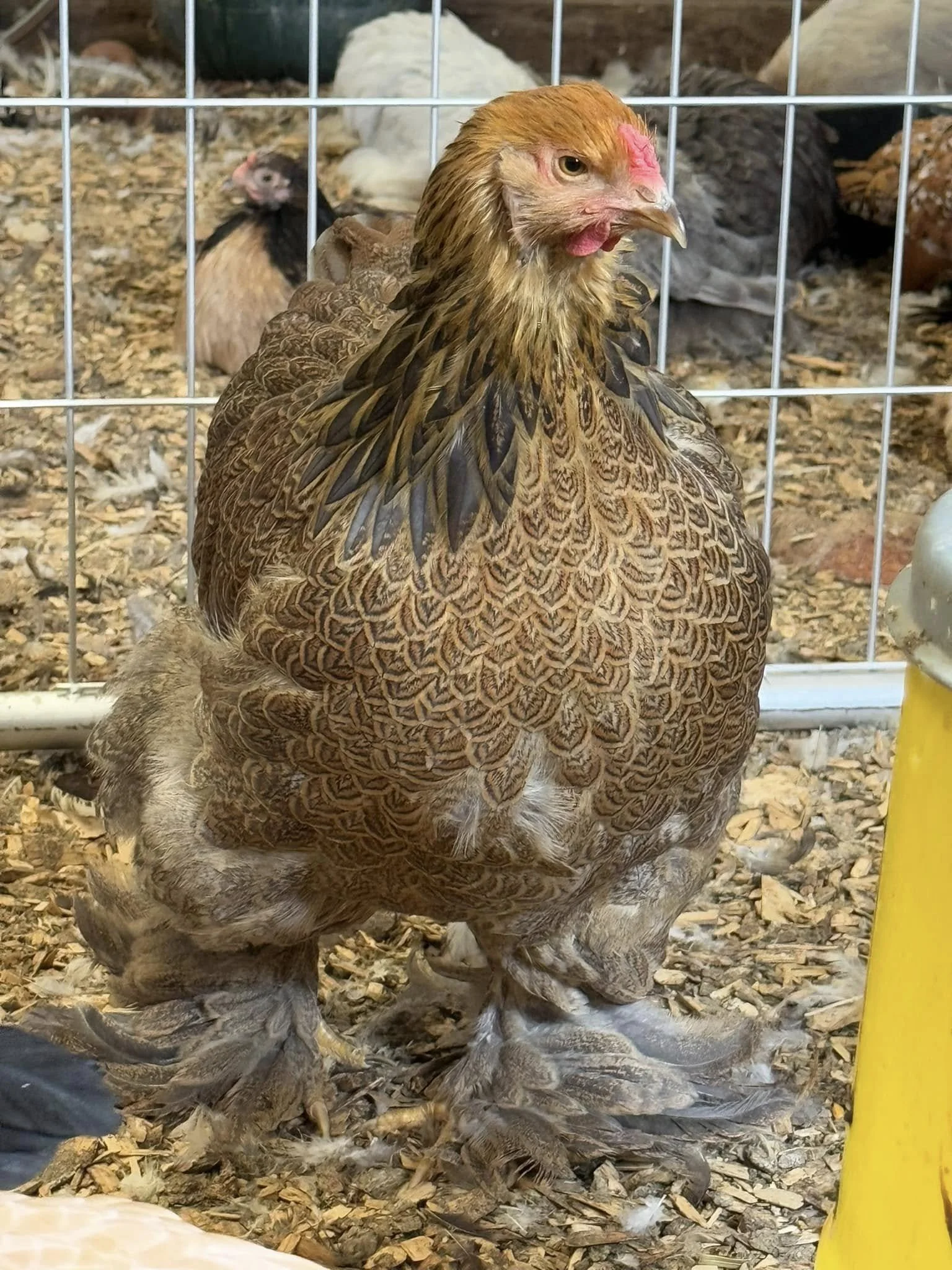 Pullets | Explore Quality Pullets Today — Sinead's Poultry Paradise