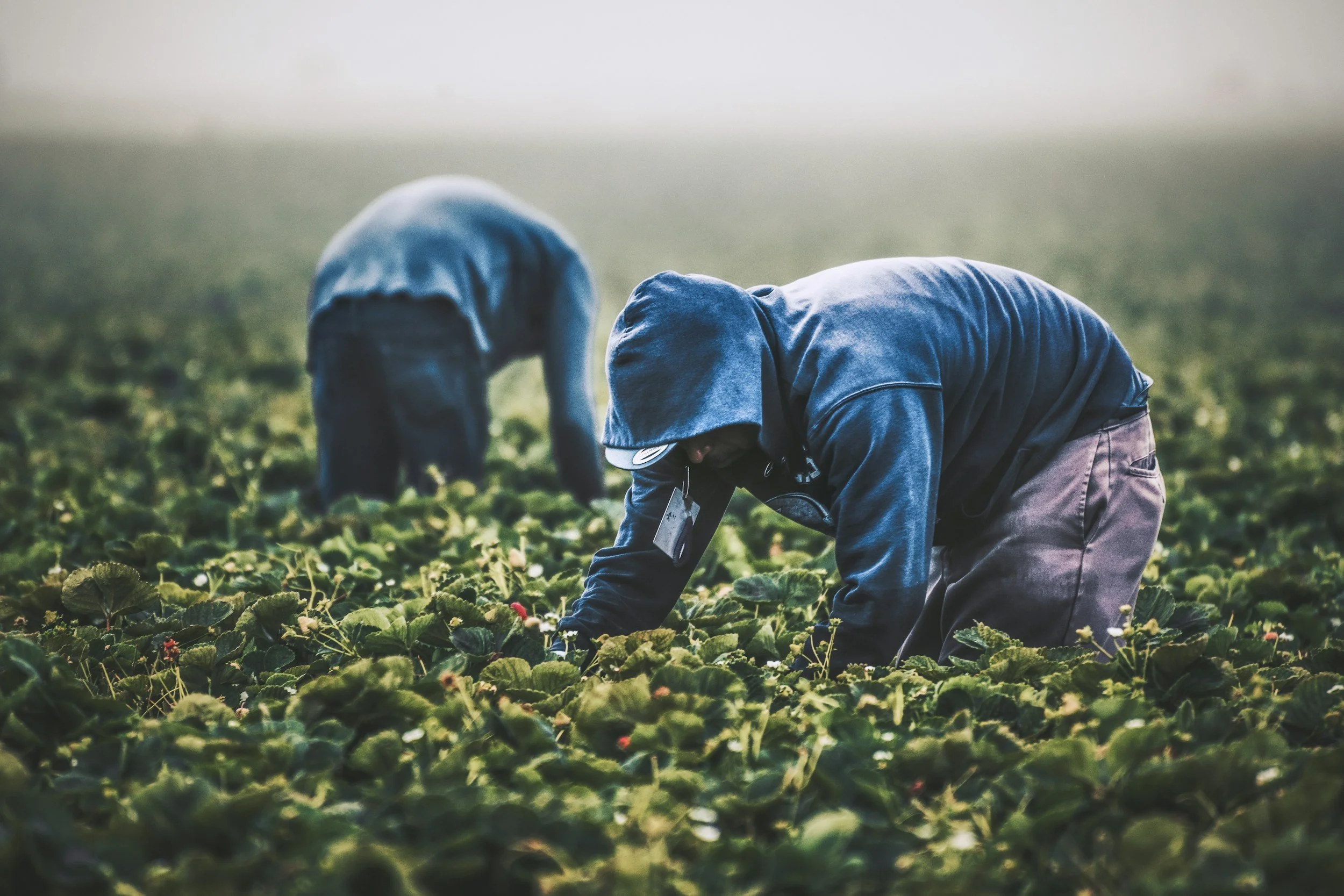 Temporary Foreign Worker Program Updates 2025 — AYODELE LAW