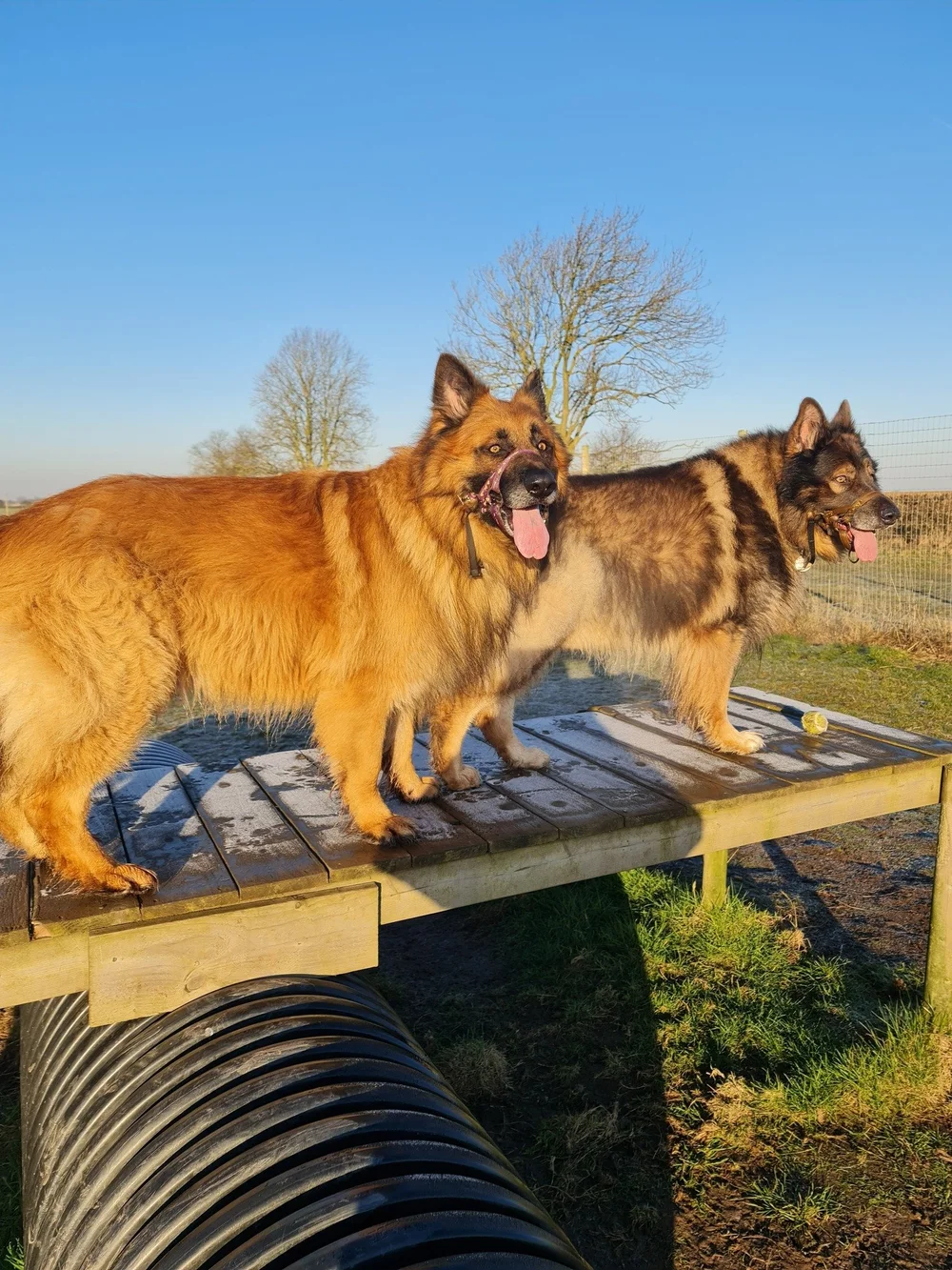 Preston Filed's Secure Dog Walking Field | Book Safe Dog Fields