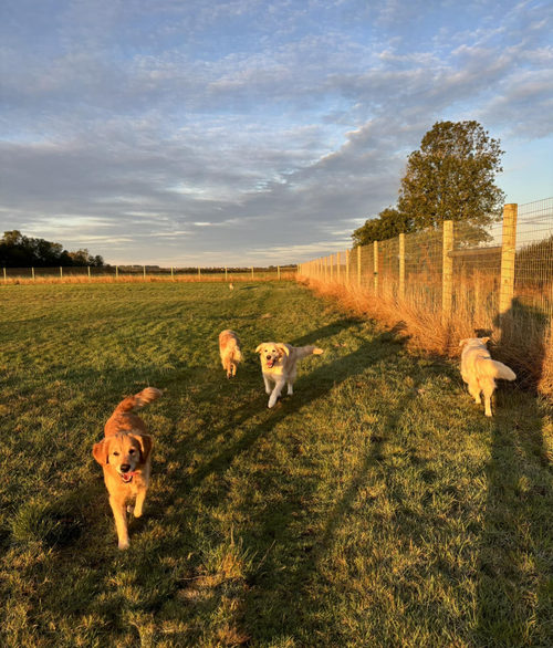 Preston Filed's Secure Dog Walking Field | Book Safe Dog Fields