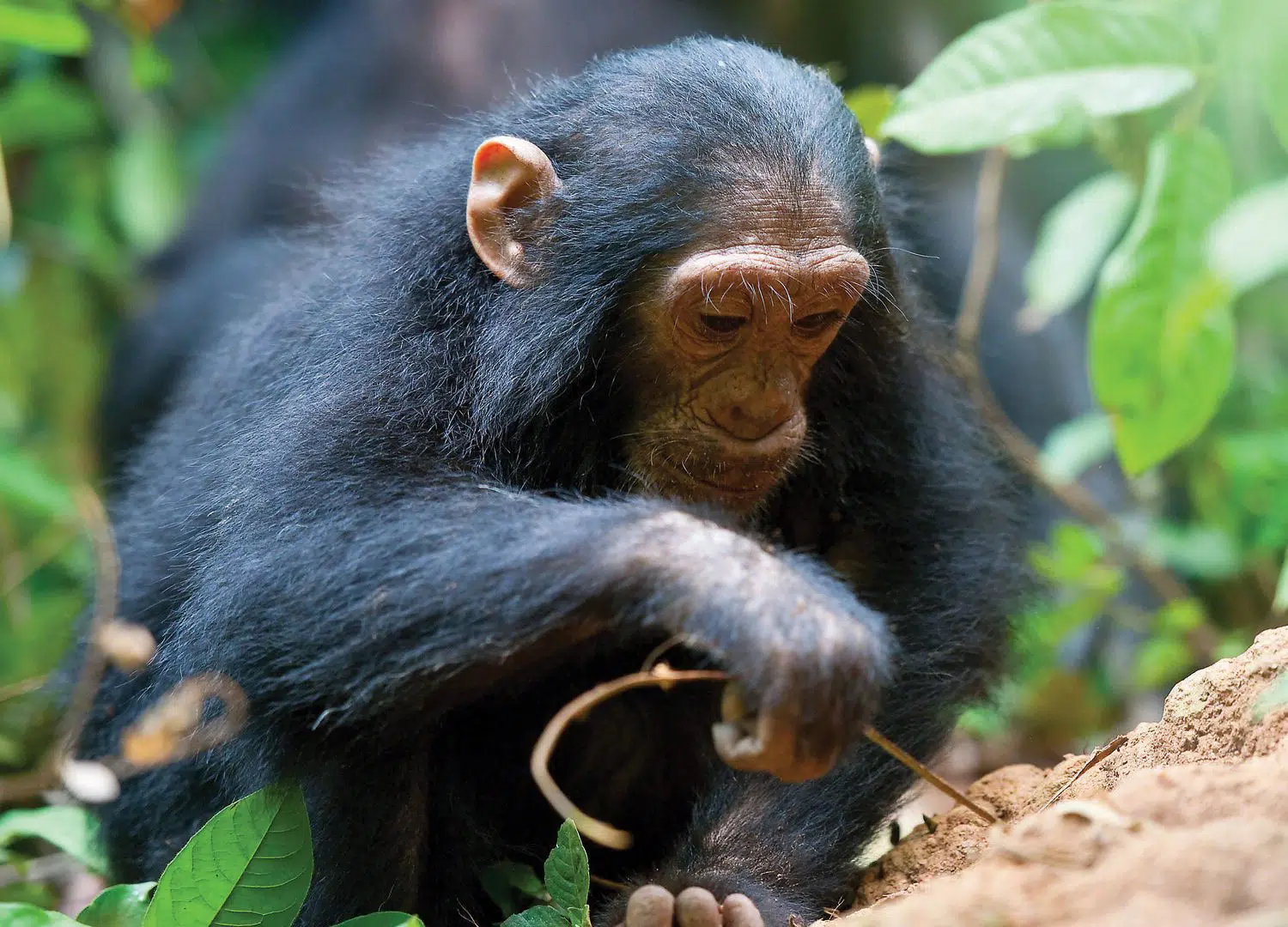 Meet Jane | Learn, Act, Make a Difference — Jane Goodall Institute UK
