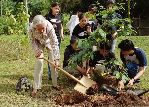 Remembering Jane | Jane Goodall Institute UK