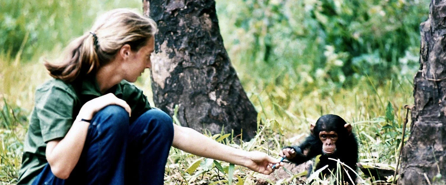 Chimp Eden Sanctuary | Support Chimps Today | Jane Goodall Institute UK