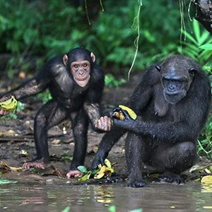 Wounda | Support Conservation Efforts Today | Jane Goodall Institute UK