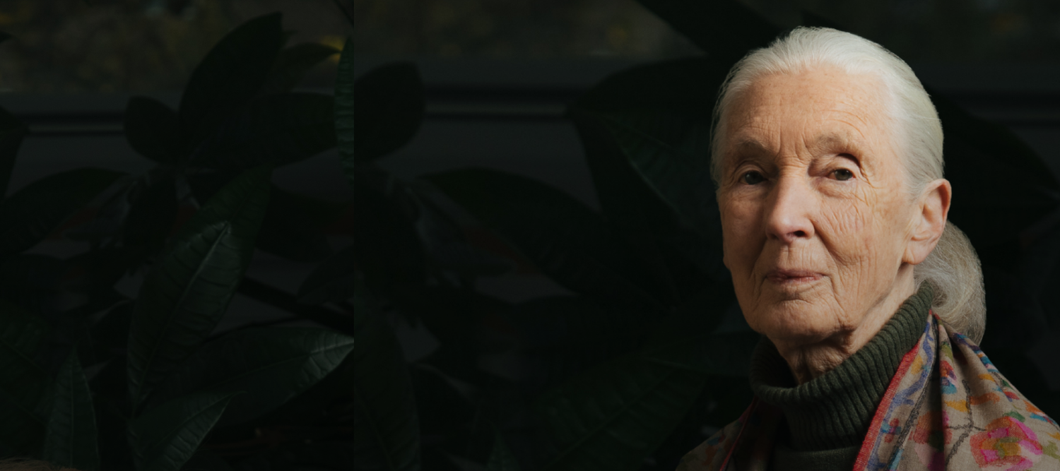 Remembering Jane | Jane Goodall Institute UK