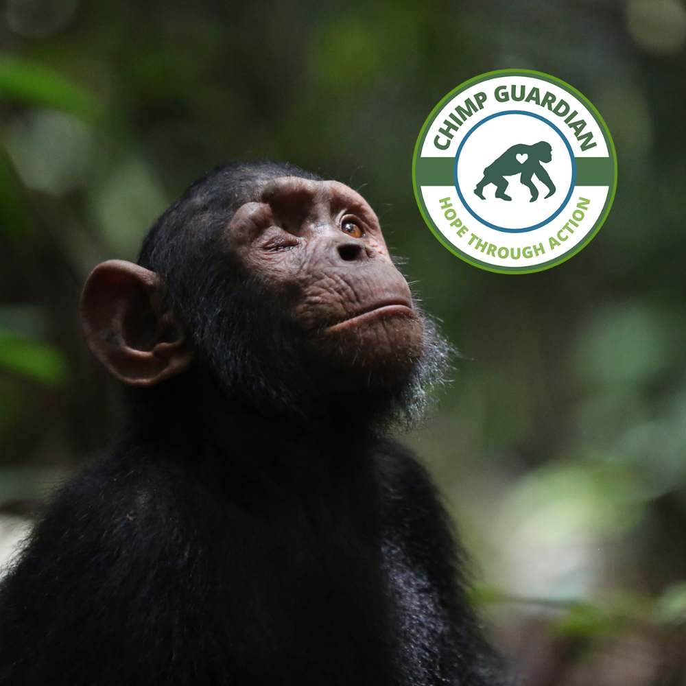 Become a Chimp Guardian | Support Wildlife Conservation Today | Jane ...