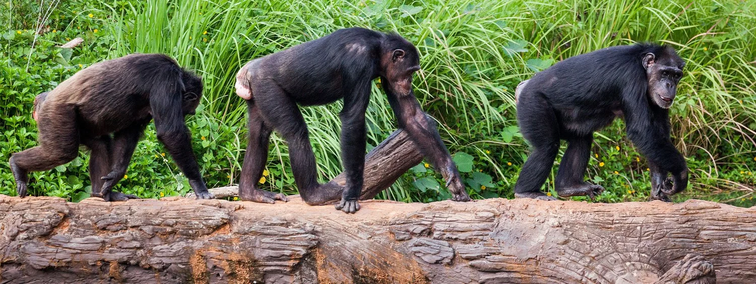 Chimp Eden Sanctuary | Support Chimps Today | Jane Goodall Institute UK