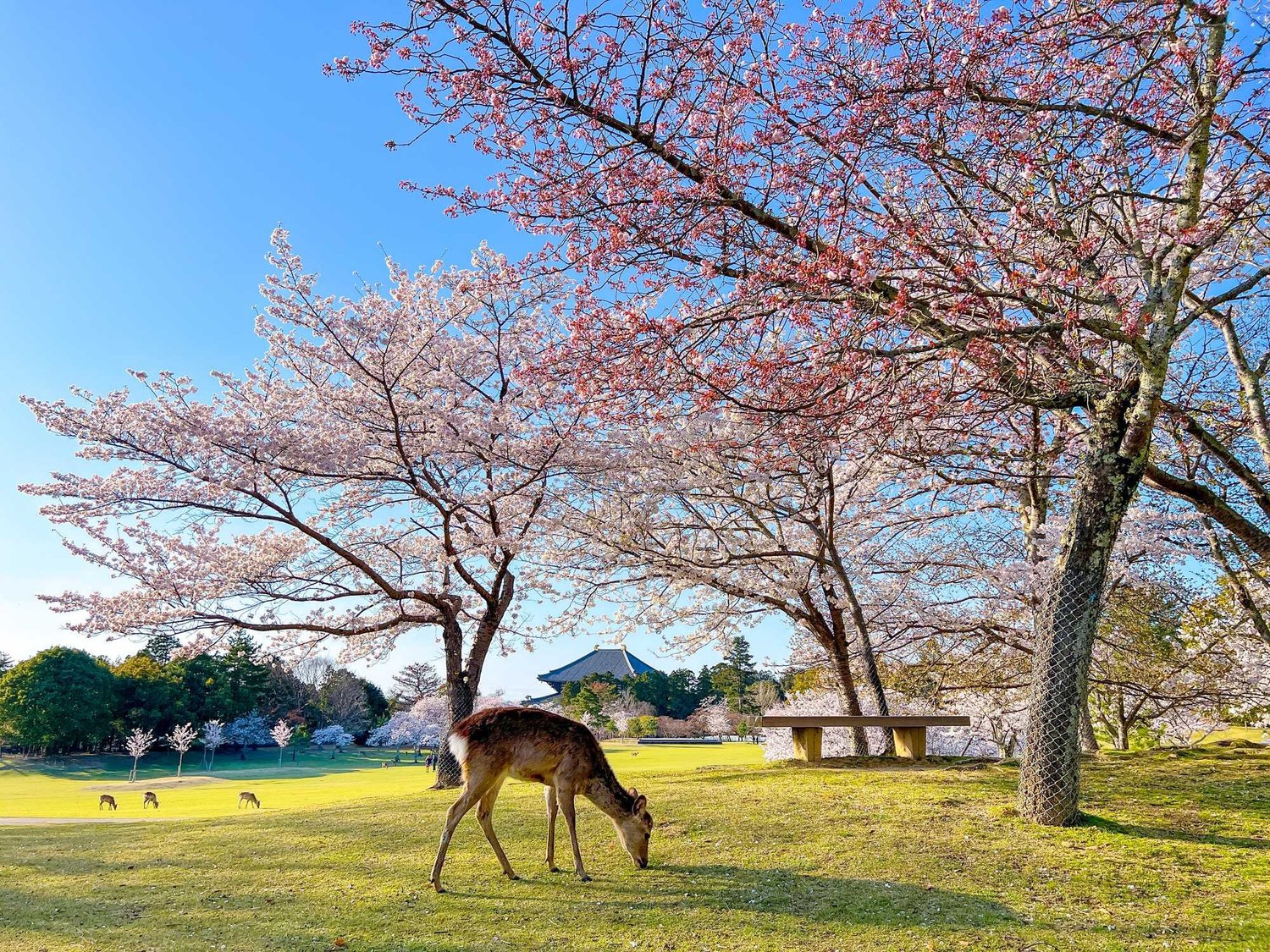 Nara Park | Japan’s Sacred Deer Park and Historic Temples — Discover ...