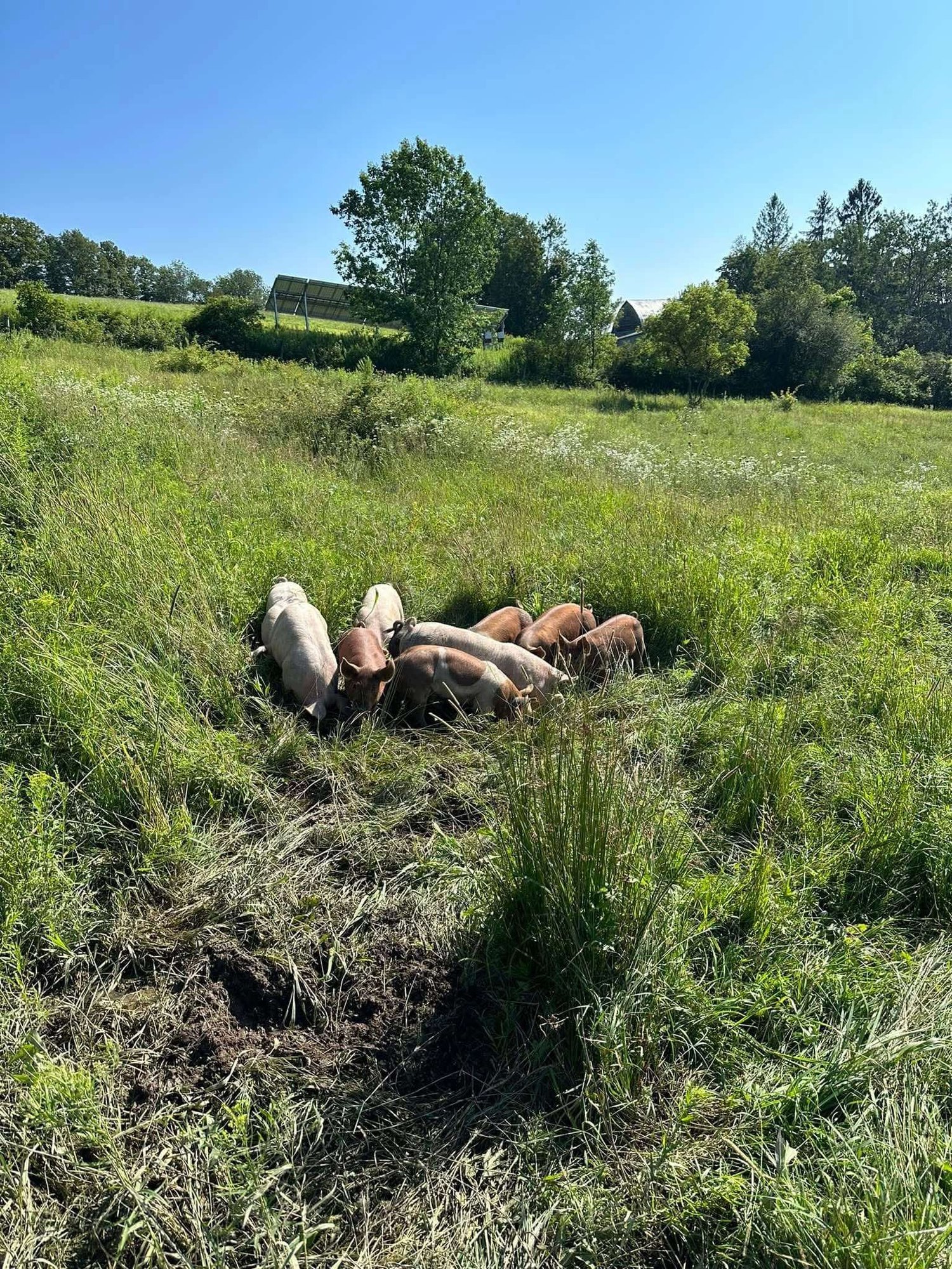 Finch Family Farm | Grass-Fed Beef | Pasture-Raised Pork | Fresh Raw ...
