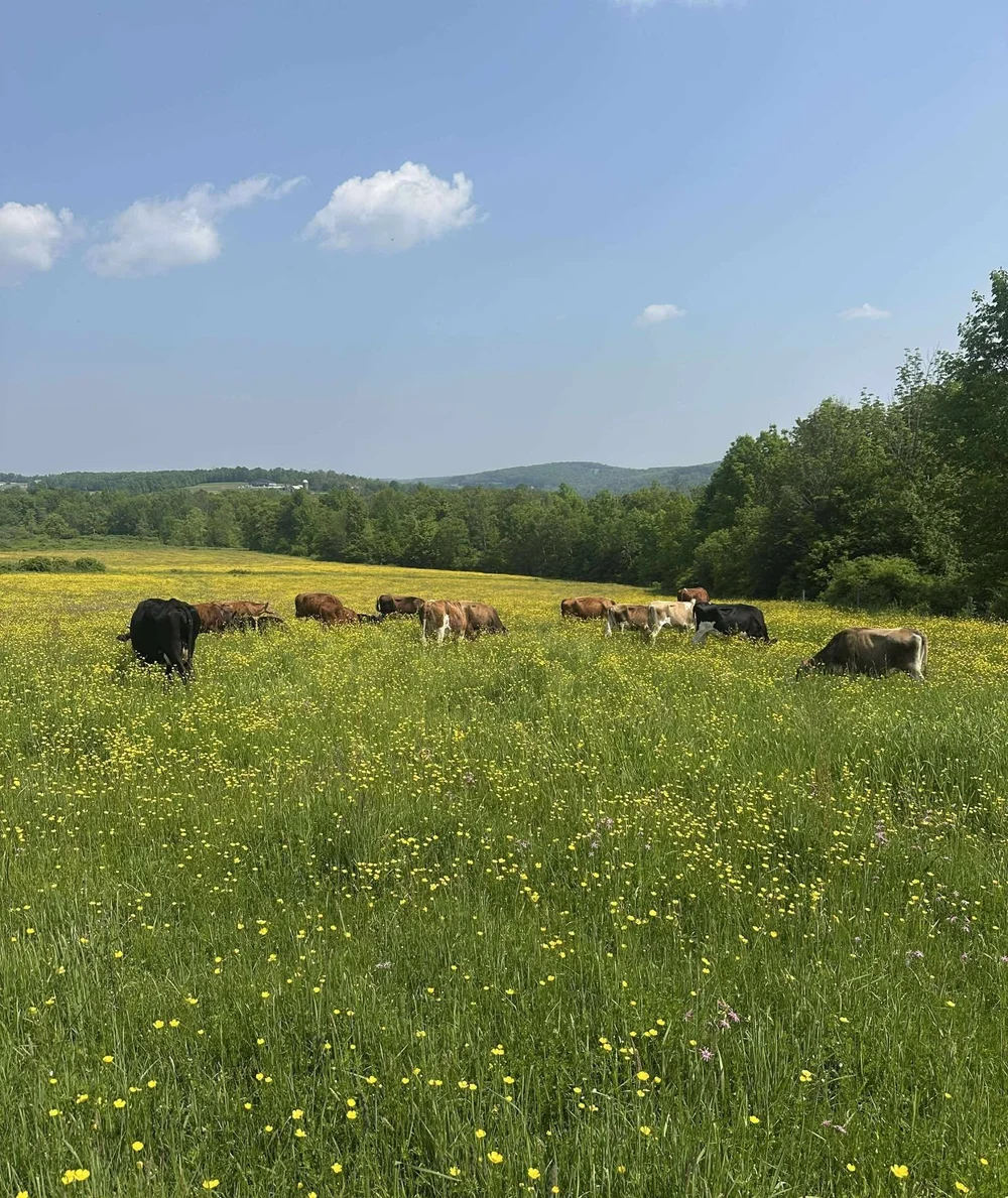 Finch Family Farm | Grass-Fed Beef | Pasture-Raised Pork | Fresh Raw ...