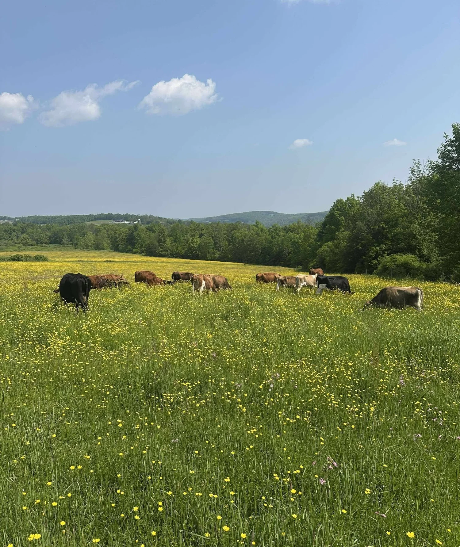 Finch Family Farm | Grass-Fed Beef | Pasture-Raised Pork | Fresh Raw ...