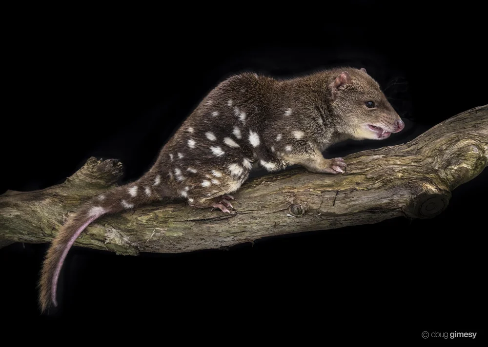 Evidence of Endangered Tiger Quolls in the Otways — Conservation ...