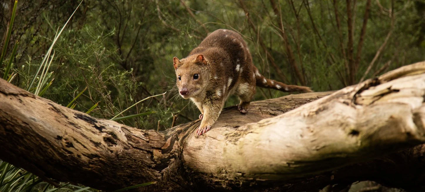 Fast Facts on Tiger Quolls — Conservation Ecology Centre