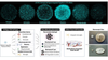 Organoids and Organ-on-a-Chip: The Technologies Replacing Animal ...