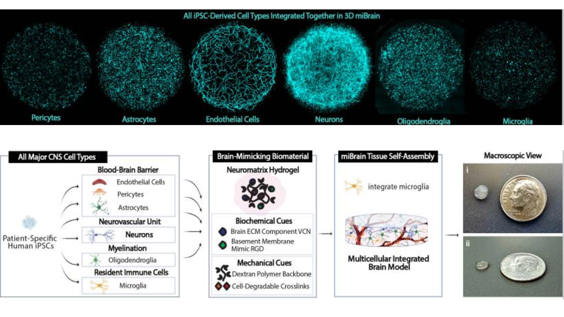 Organoids and Organ-on-a-Chip: The Technologies Replacing Animal ...