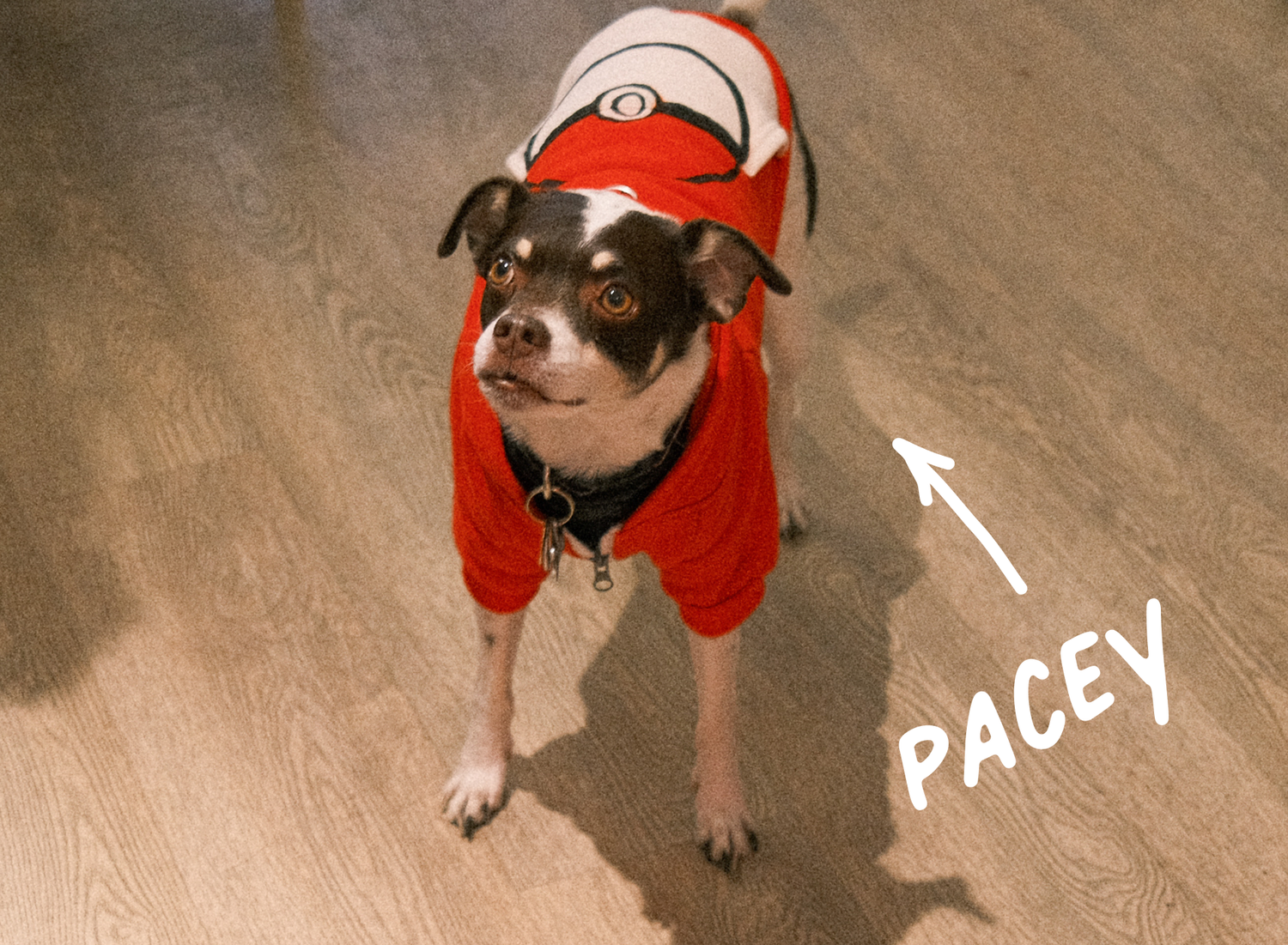 Buvette Pacey