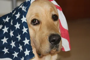 Liberty Dogs