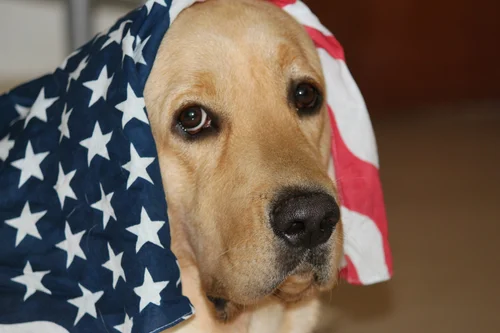 Liberty Dogs