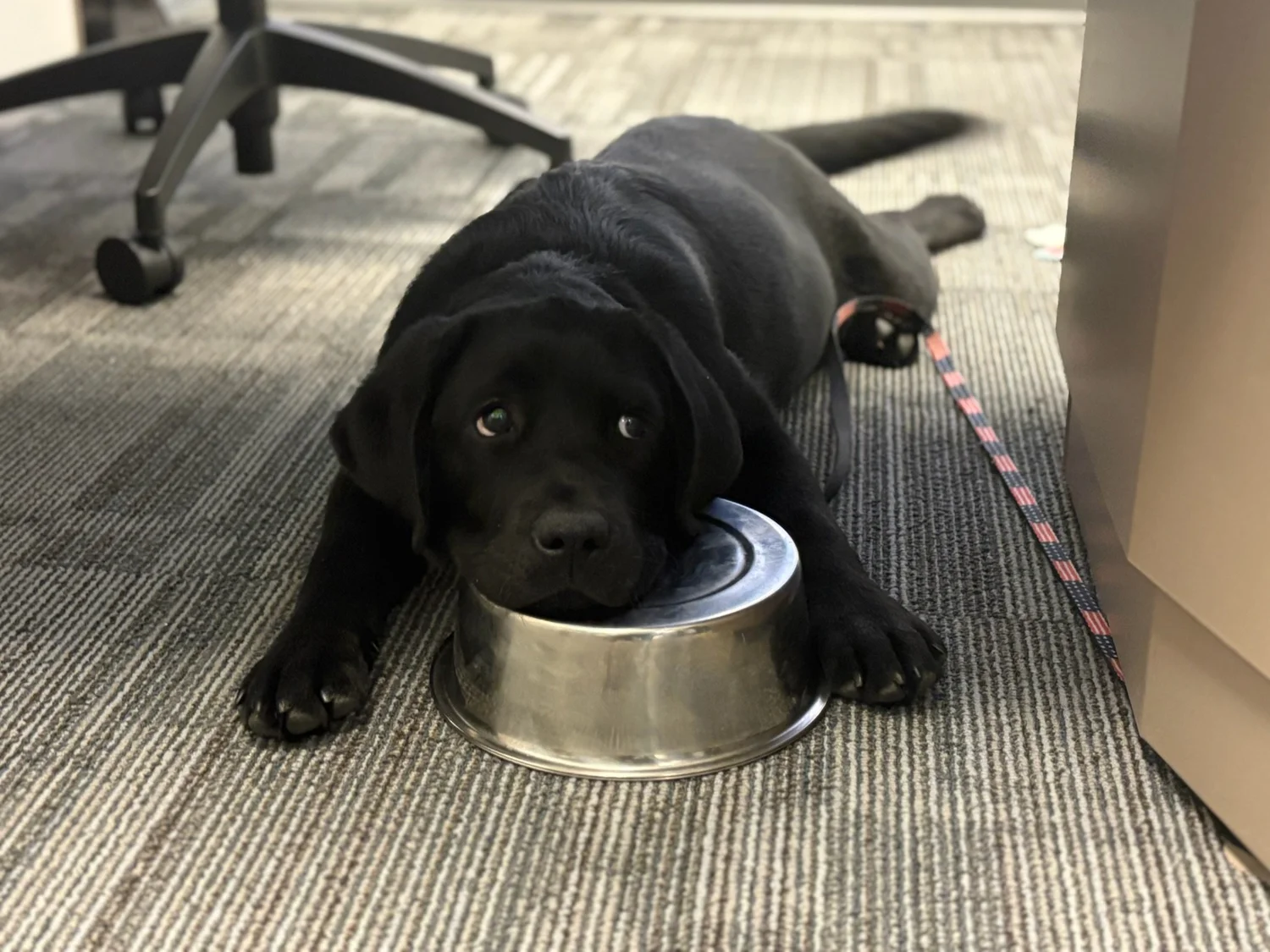 General 4 — Liberty Dogs