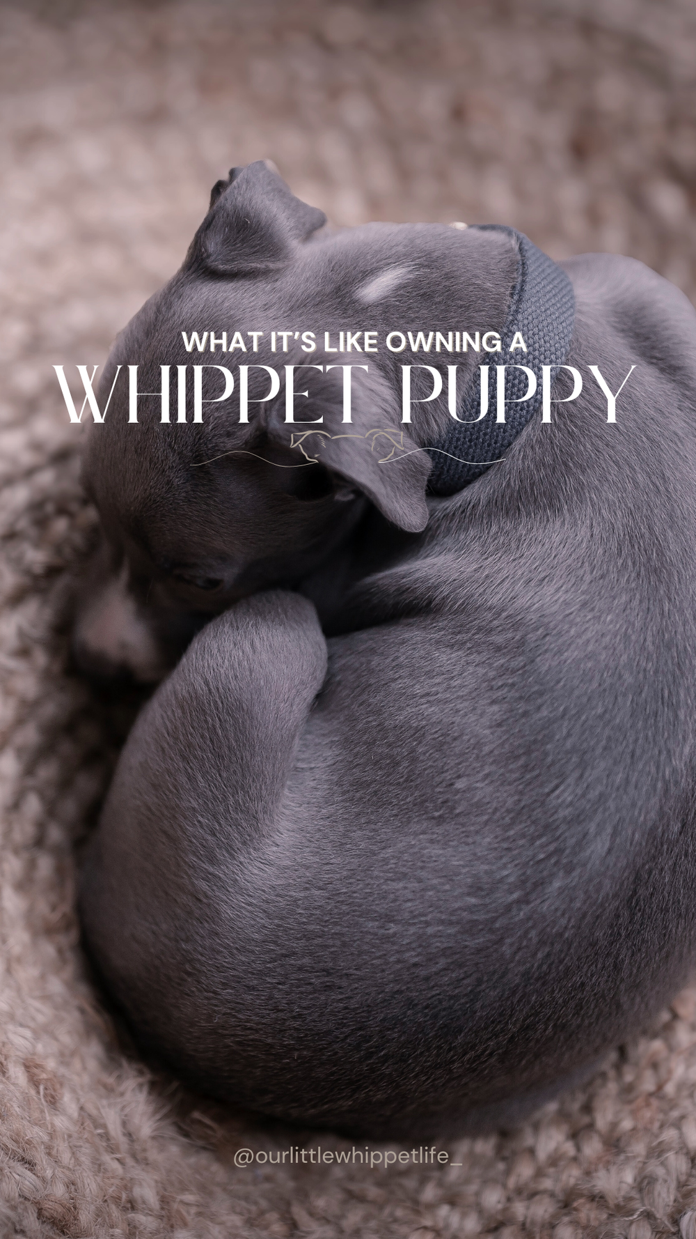 Our Little Whippet Life | Explore Whippet Life Now