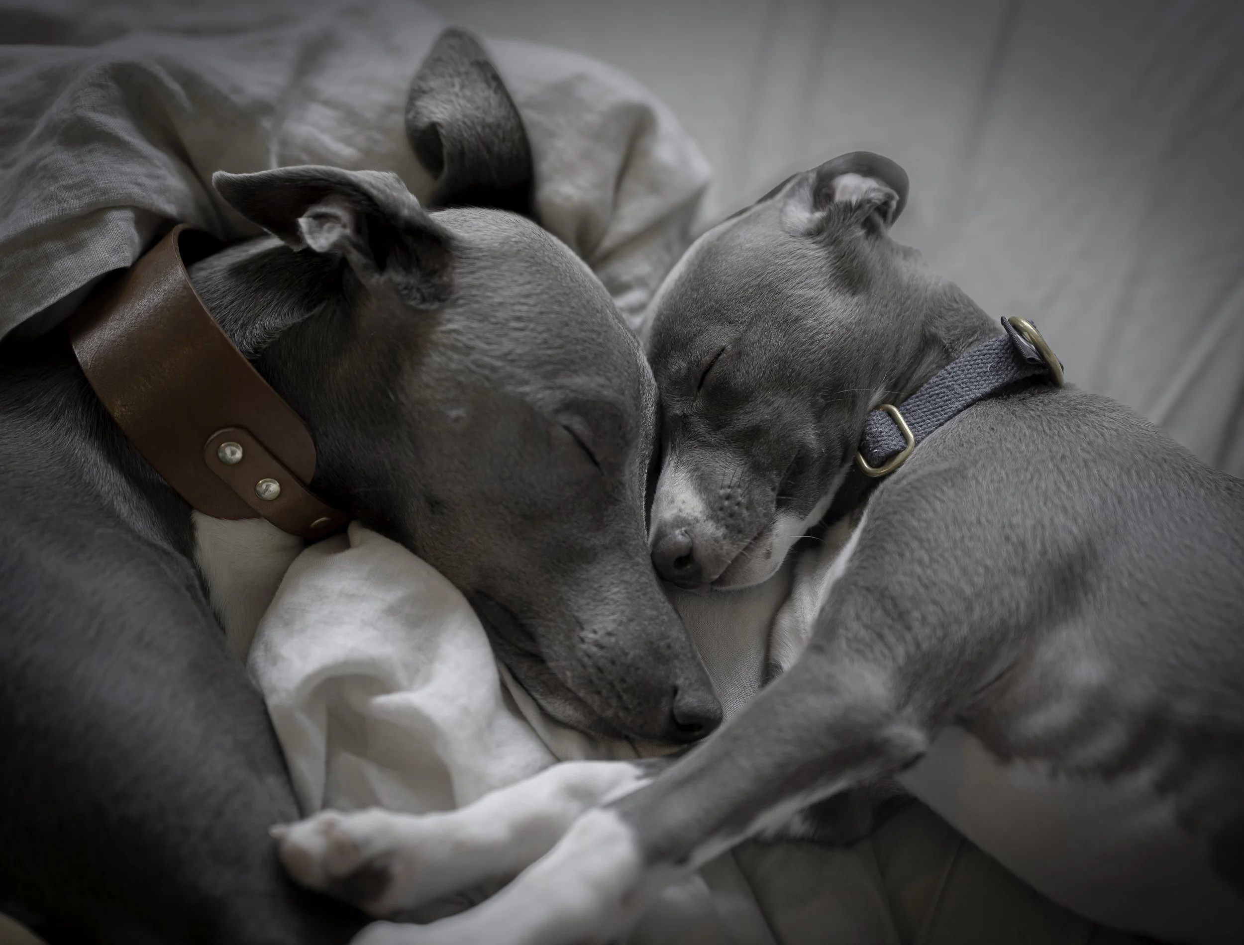 Our Little Whippet Life | Explore Whippet Life Now