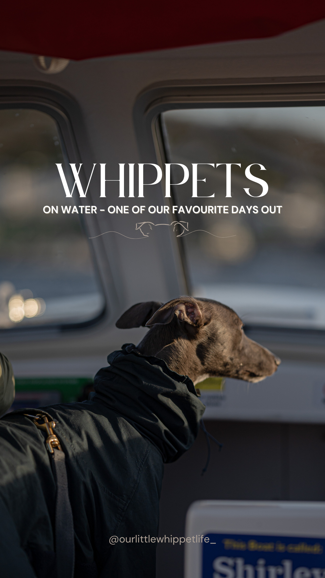 Our Little Whippet Life | Explore Whippet Life Now