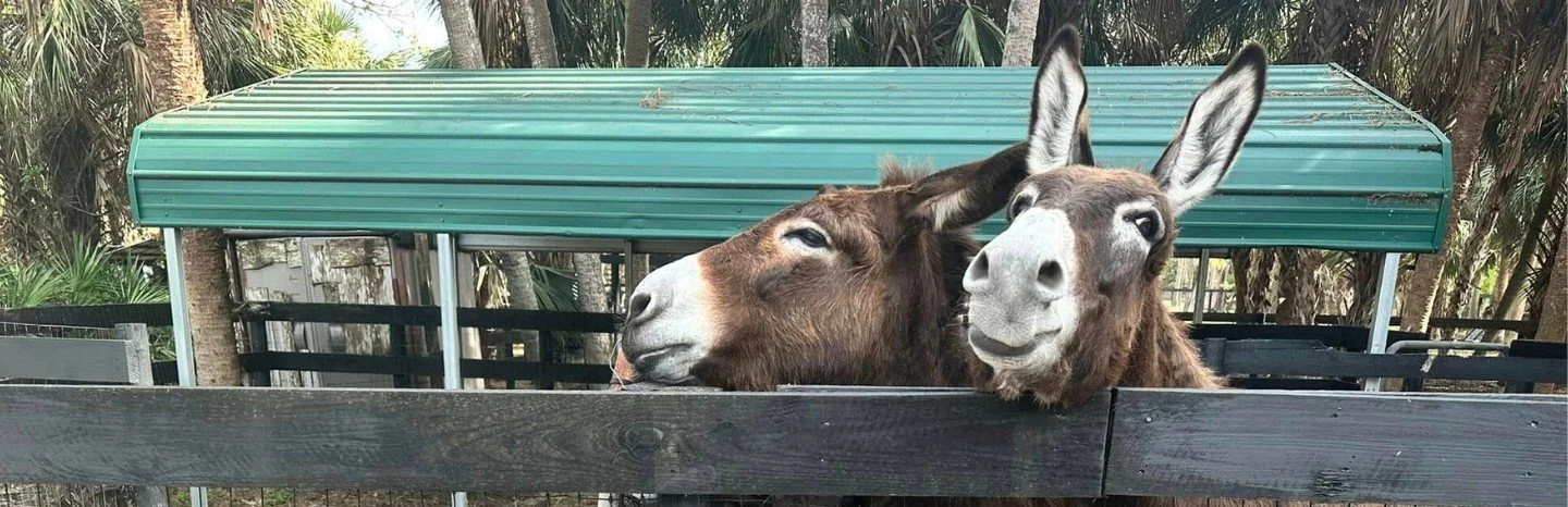 Give Today: Donate To Help Farm Animals - Fandango Sanctuary