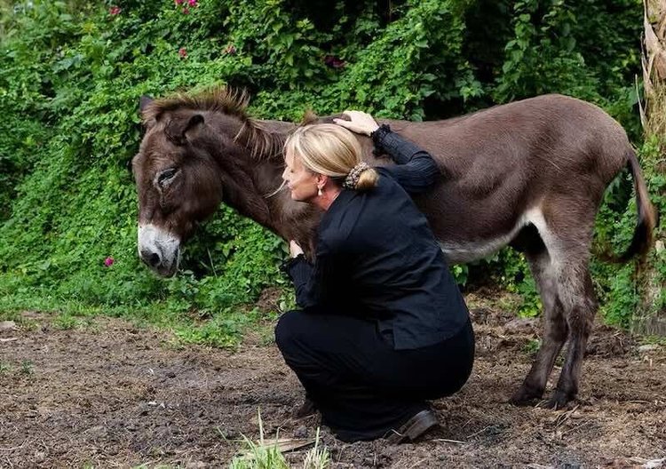 Farm Animal Sanctuary in Englewood, Florida – Fandango Sanctuary