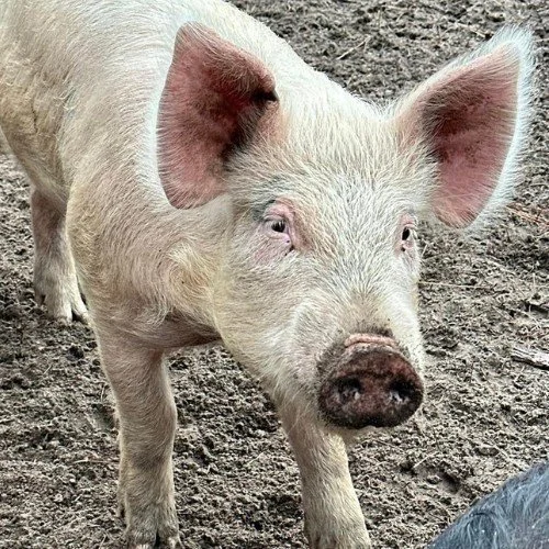 Farm Animal Sanctuary in Englewood, Florida – Fandango Sanctuary