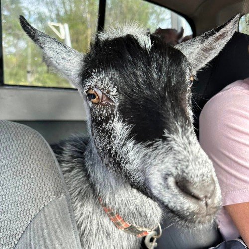 Farm Animal Sanctuary in Englewood, Florida – Fandango Sanctuary