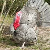 Farm Animal Sanctuary in Englewood, Florida – Fandango Sanctuary