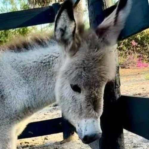 Farm Animal Sanctuary in Englewood, Florida – Fandango Sanctuary