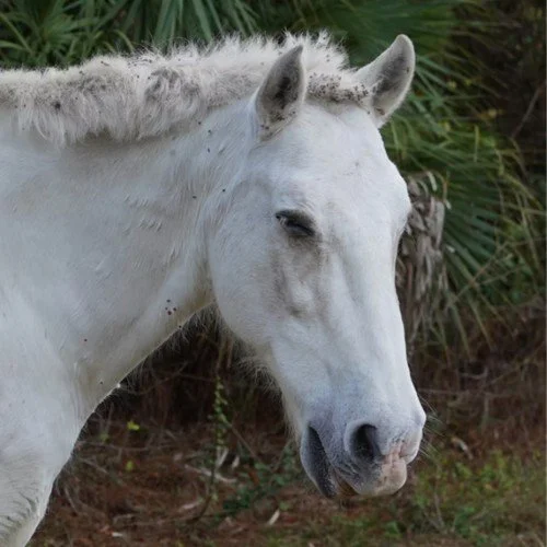 Farm Animal Sanctuary in Englewood, Florida – Fandango Sanctuary