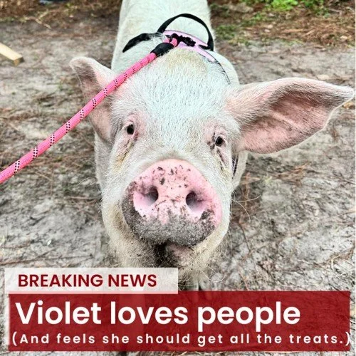 Farm Animal Sanctuary in Englewood, Florida – Fandango Sanctuary