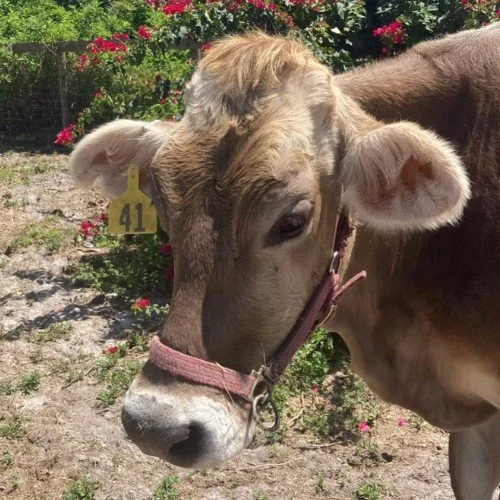 Farm Animal Sanctuary in Englewood, Florida – Fandango Sanctuary