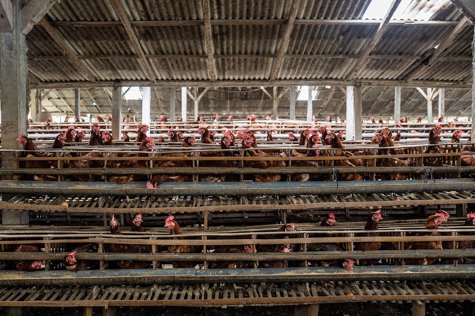World Bank’s IFC Invested $1.8B in Industrial Livestock, Mongabay ...