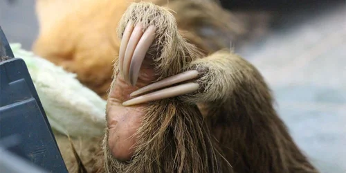 Sloth Versus Slow Loris — The Sloth Conservation Foundation