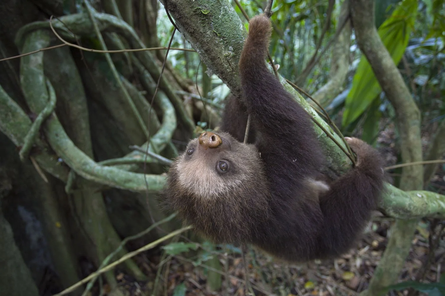 2014 | Mitigating the Squash Effect: Sloths Breathe Easily Upside Down ...