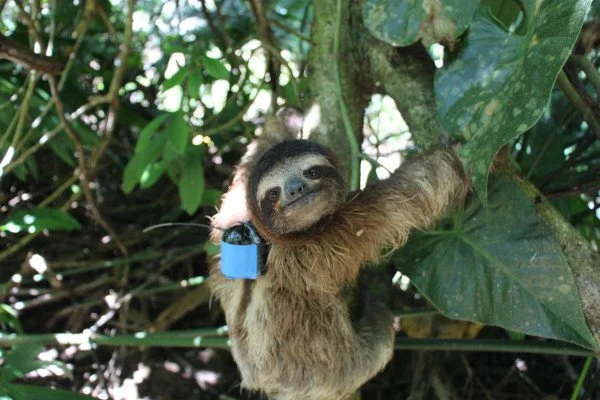 2023 | Unveiling the Behavior and Activity of Sloths — The Sloth ...