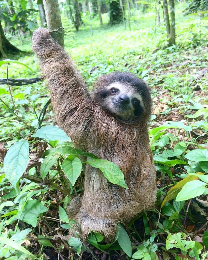 Top 10 incredible facts about the sloth — The Sloth Conservation Foundation