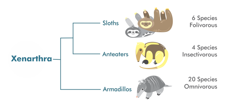 Anteaters: The Sloth's Closest Relative! — The Sloth Conservation ...