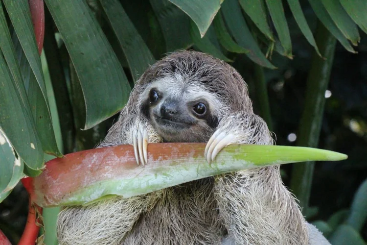 8 Facts You (probably) Didn't Know About Sloths' anatomy — The Sloth ...