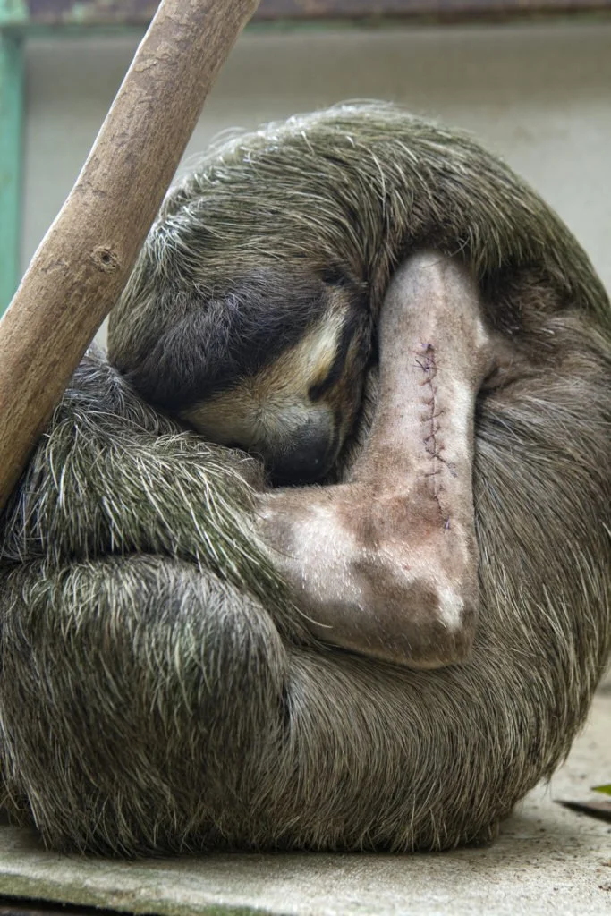 8 Facts You (probably) Didn't Know About Sloths' anatomy — The Sloth ...