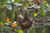 Sloth Versus Koala — The Sloth Conservation Foundation