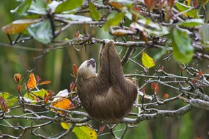How much do sloths sleep? — The Sloth Conservation Foundation