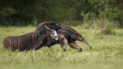 Sloth Versus Koala — The Sloth Conservation Foundation