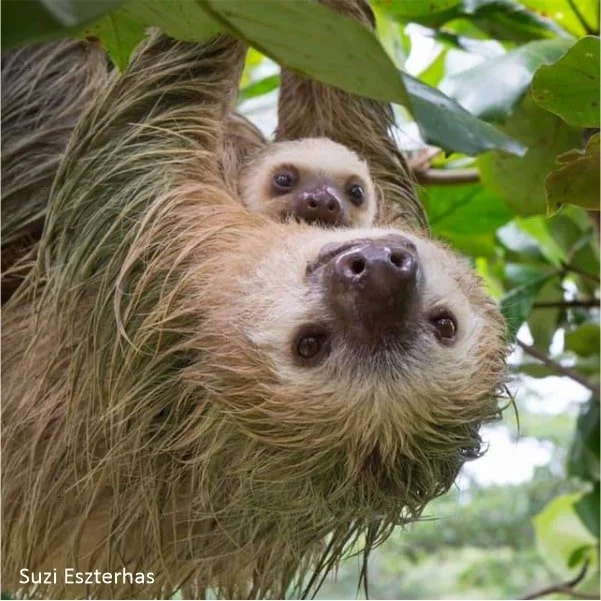 The Etymology of Sloths' Names — The Sloth Conservation Foundation