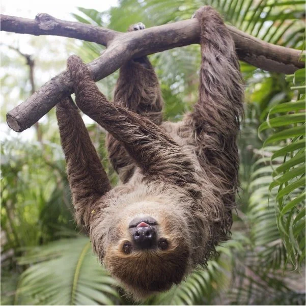 The Etymology of Sloths' Names — The Sloth Conservation Foundation
